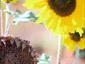 Sunflowers: Nurturing Nature's Canvas 11th Grade - University Video ...