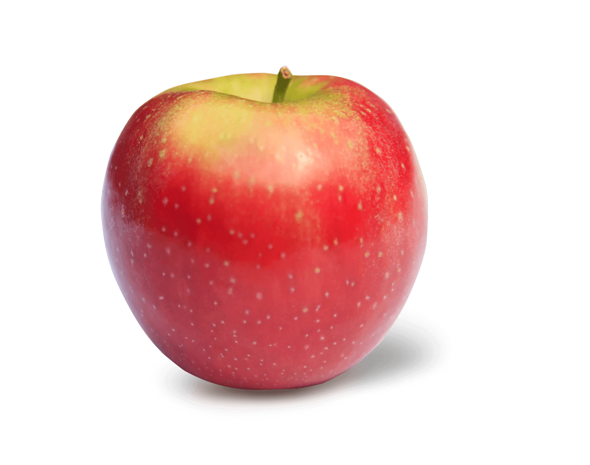 AAPPL - Interpretive Reading Practice Assessment (A) 11th Grade Quiz ...