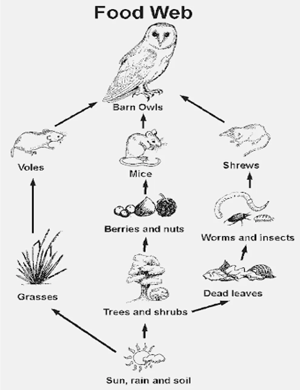 Remediation Unit 4 Ecology Test 7th Grade Flashcard | Wayground ...