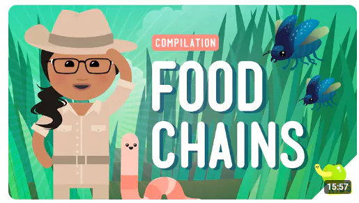 Understanding Food Chains and Ecosystems Quiz