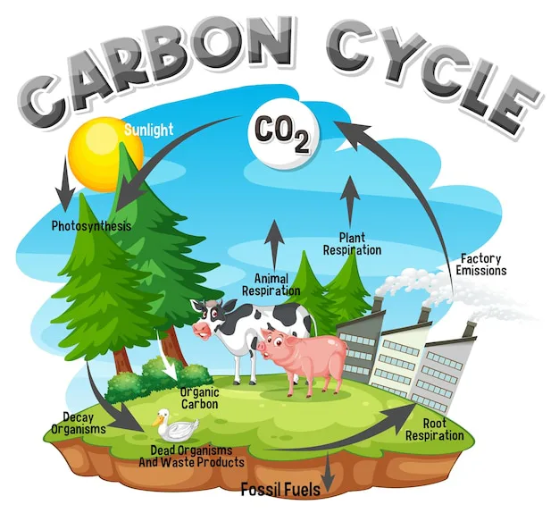 Carbon Cycle quiz No 2 9th Grade Quiz | Quizizz