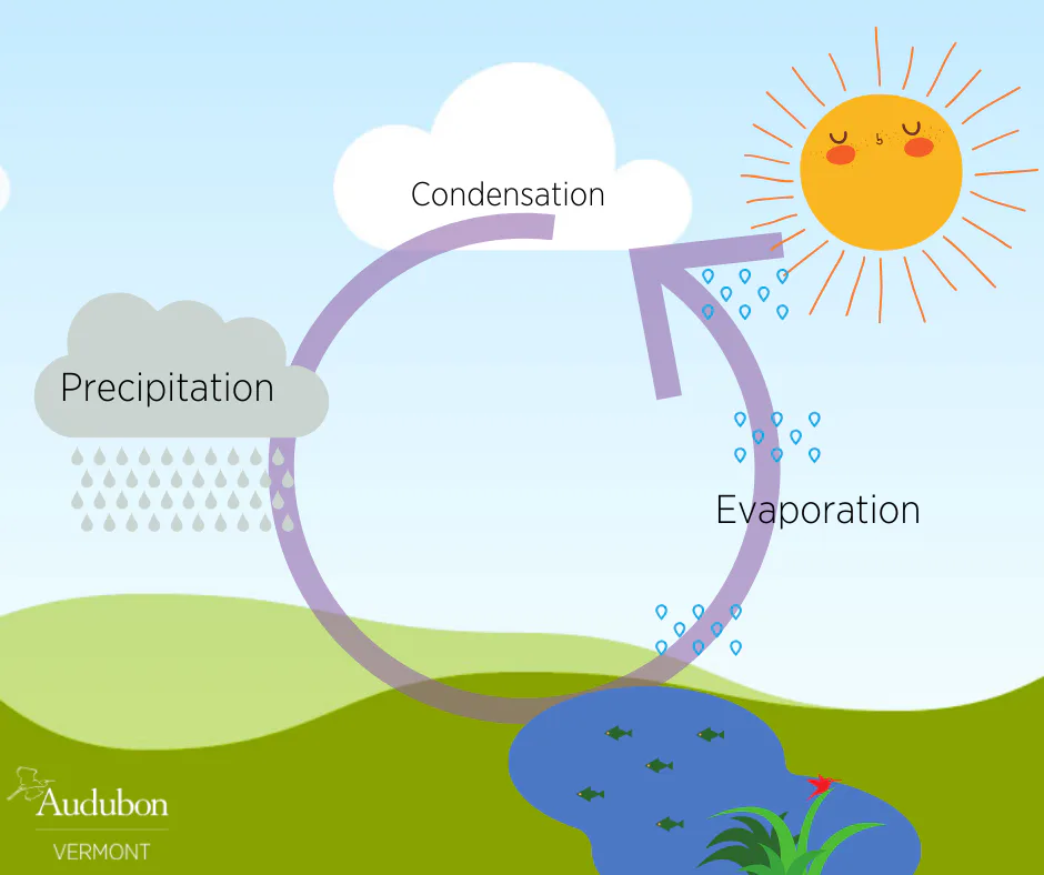 Water Cycle Flashcard - 3.7 Flashcards