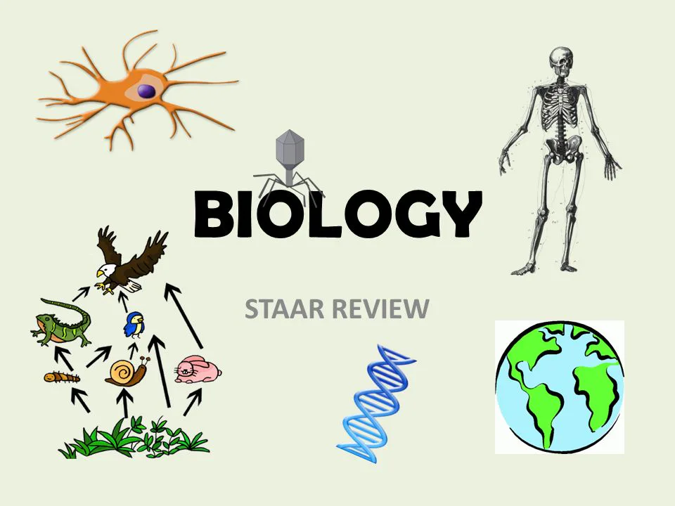 Biology STAAR Review 9th Grade Flashcard | Wayground (formerly Quizizz)