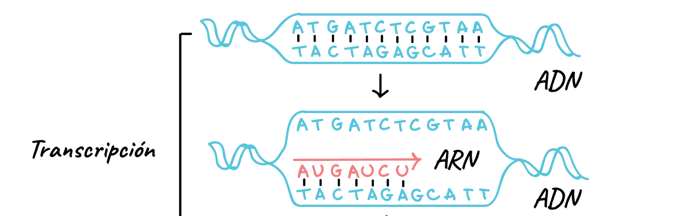 Transcripción Quiz
