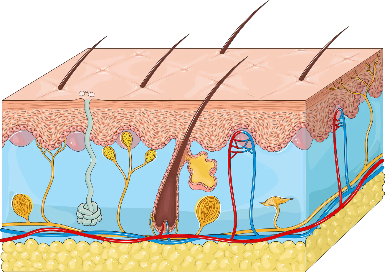 Integumentary system 10th Grade Quiz | Quizizz