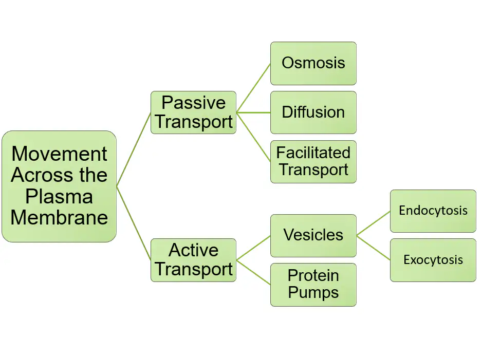Cell Transport Lesson 7th Grade Quiz | Wayground (formerly Quizizz)