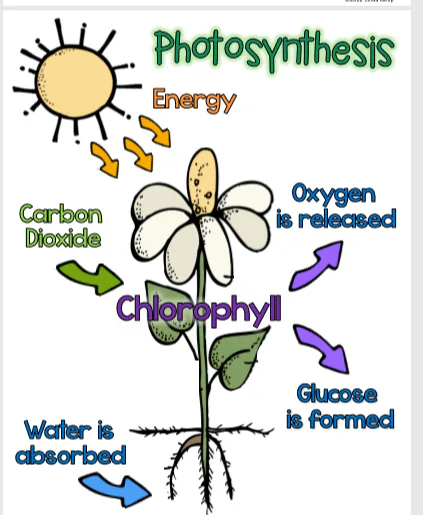 Plant Life Cycle and Seed Dispersal Quiz Quiz