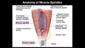 Anatomy & Physiology of Muscle Spindles Interactive Video