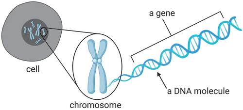 Understanding Chromosome Structure 9th Grade Quiz | Wayground (formerly ...