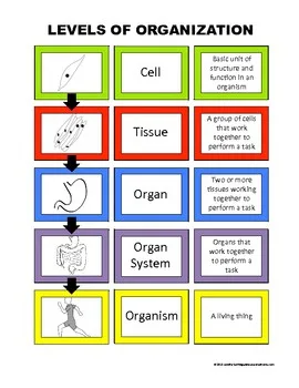 Levels of Organization 5th Grade Quiz | Wayground (formerly Quizizz)