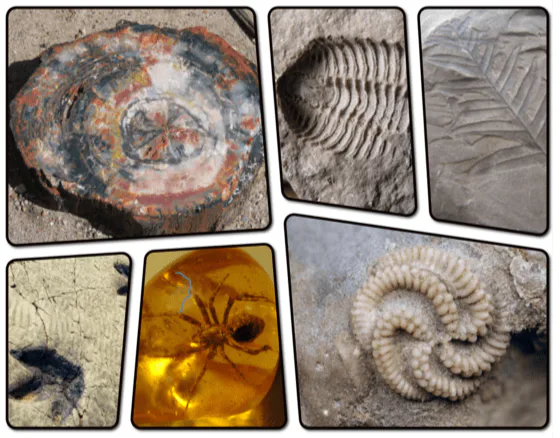 Fossil Types and Fossil Formation Quiz