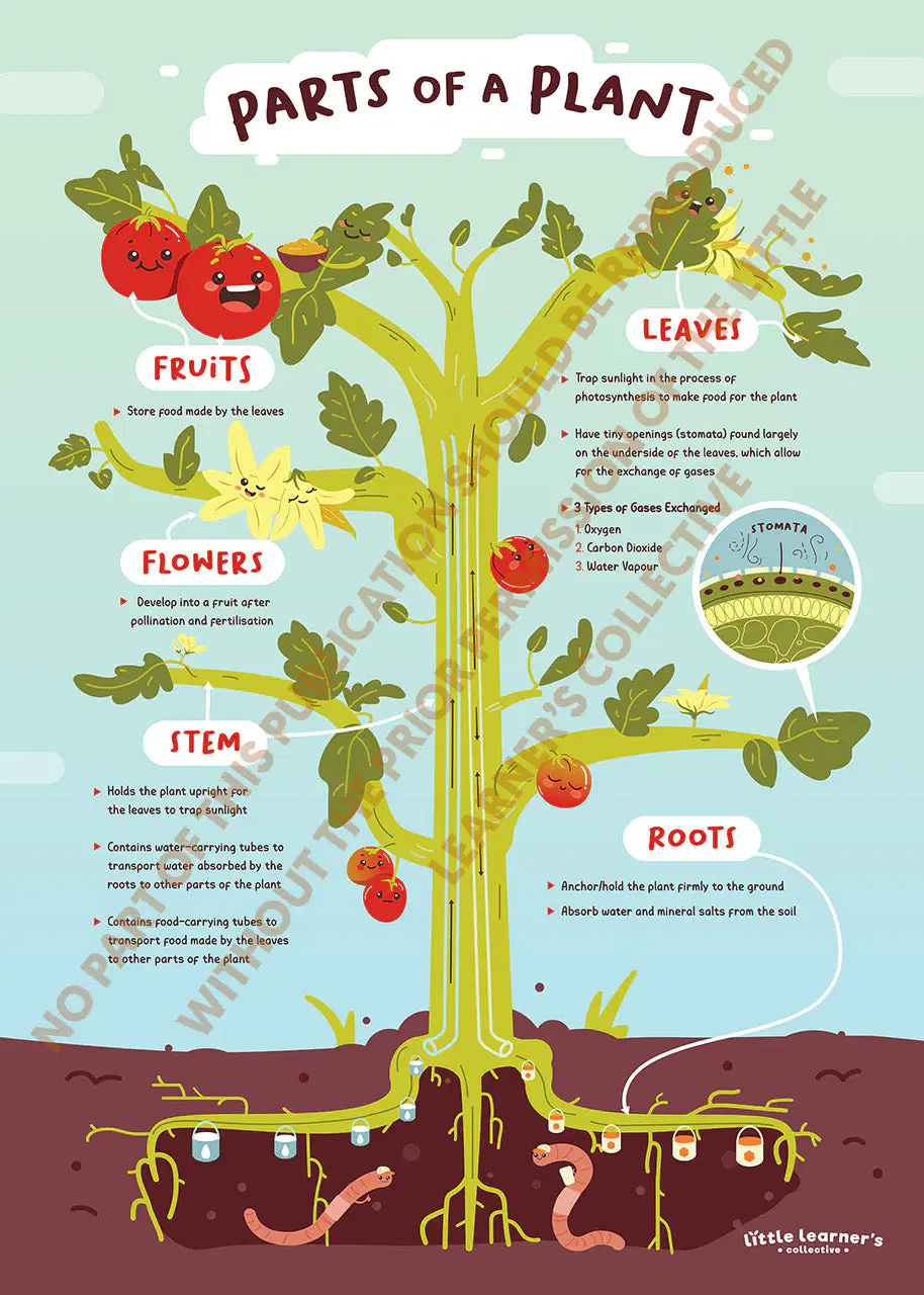 Lesson 4 Plants & Plant Processes Test Quiz