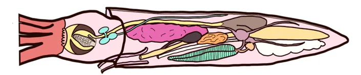 Phylum Mollusca - Systems Review Flashcards