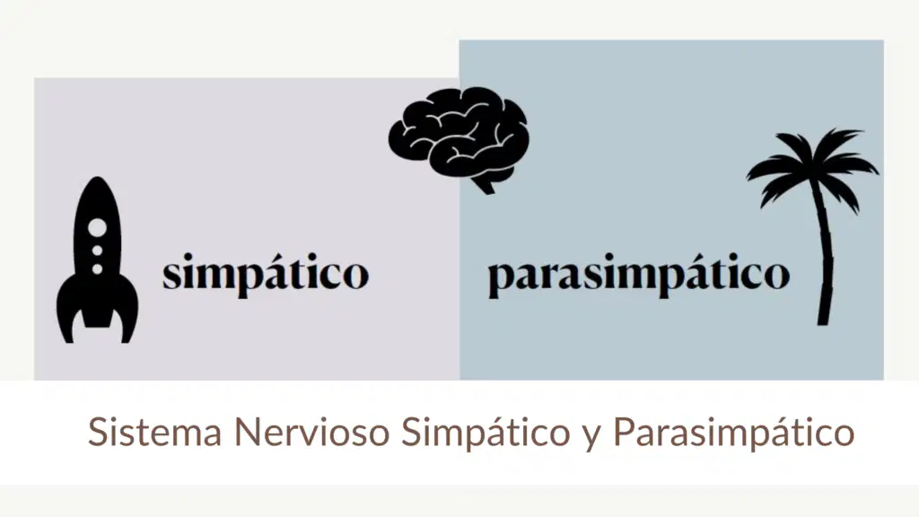 sistema autonomo simpático-parasimpático Quiz