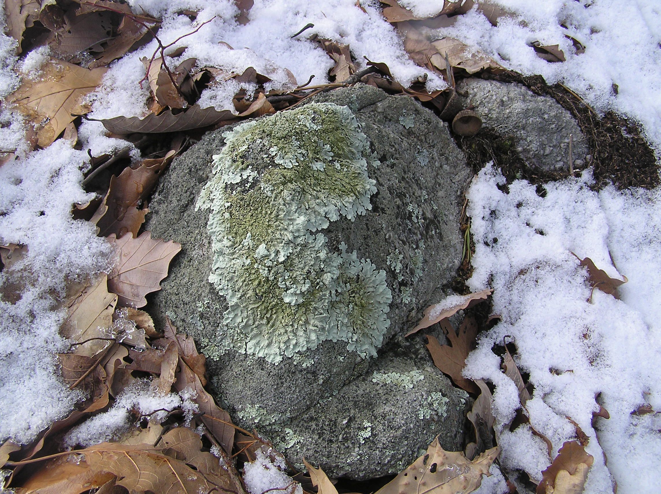 HST Ecology Succession 12th Grade Quiz | Quizizz