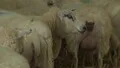 Sheep on a farm 1st - 2nd Grade Video | Quizizz