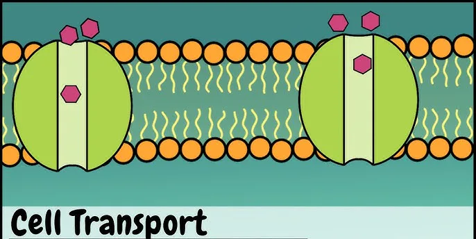 Cell Transport Quiz 8th Grade Quiz | Wayground (formerly Quizizz)