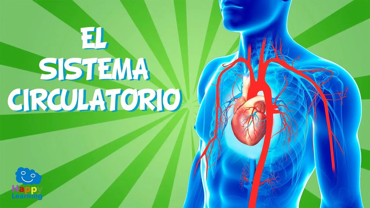 Sistema Circulatorio Quiz