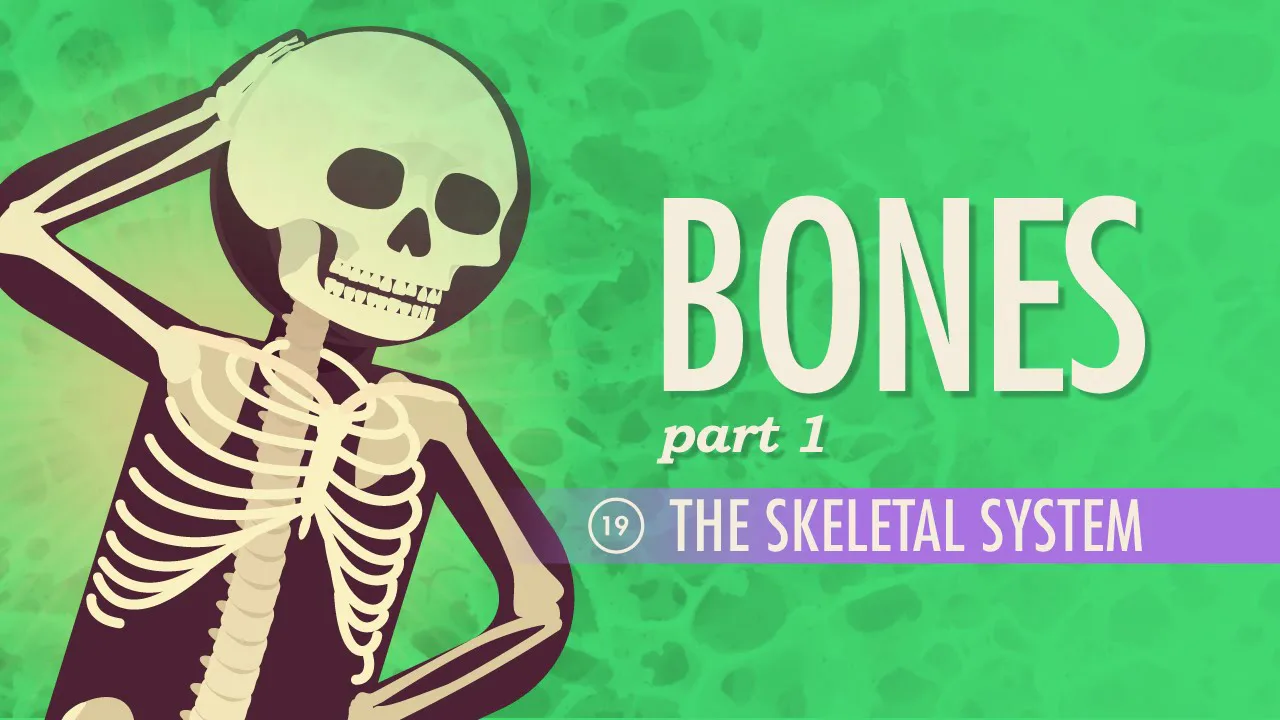 The Skeletal System Quiz