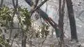 Campsite destroyed by wildfire in France Video
