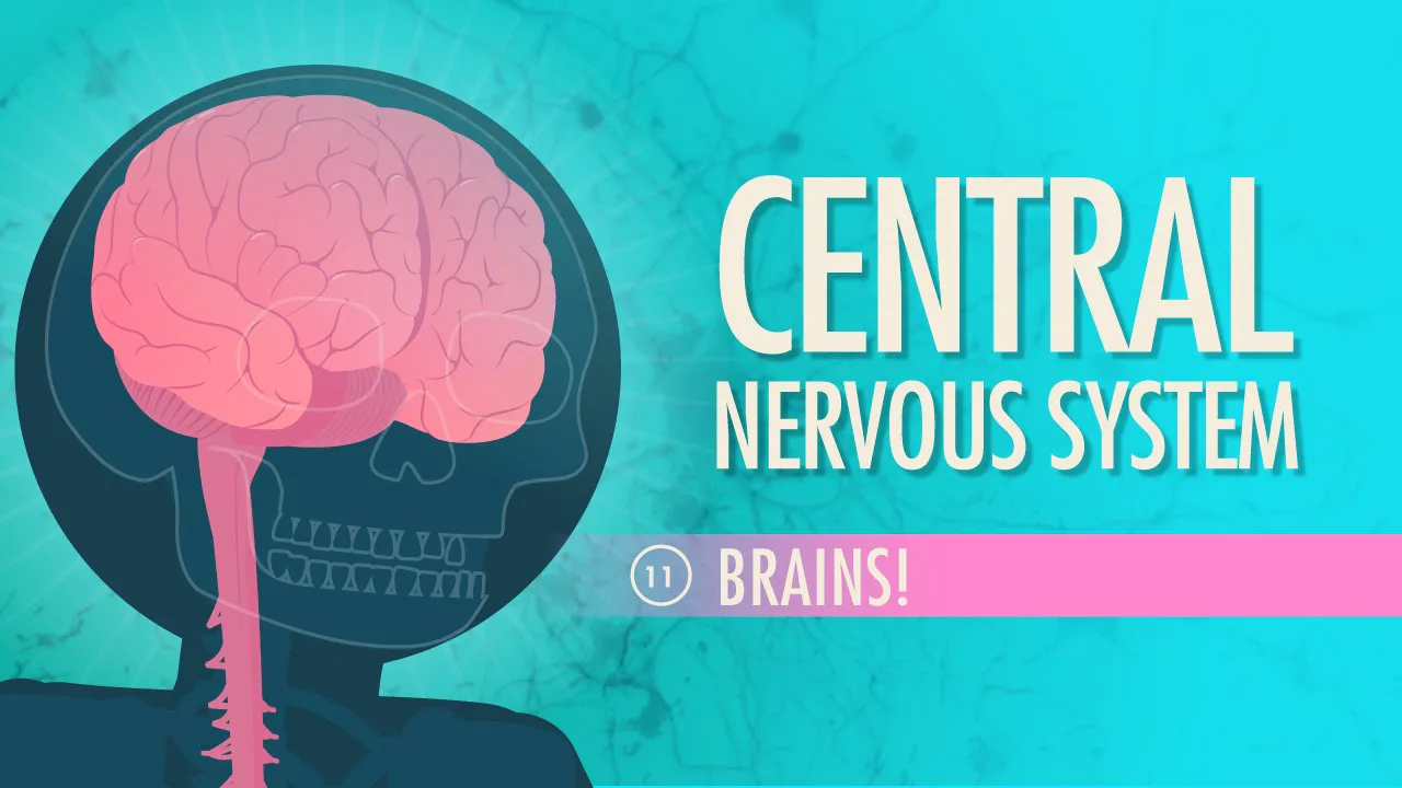 Central Nervous System 9th Grade Quiz | Wayground (formerly Quizizz)