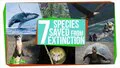 7 Species That Were Saved From Extinction Interactive Video