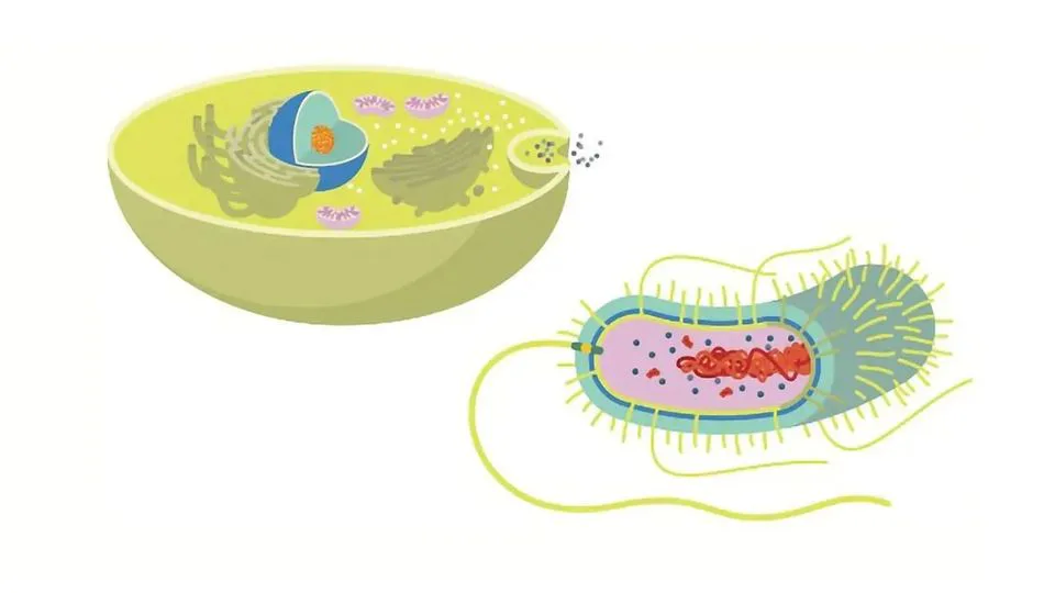 Prokaryotic and eukaryotic cells 6th Grade Quiz | Wayground