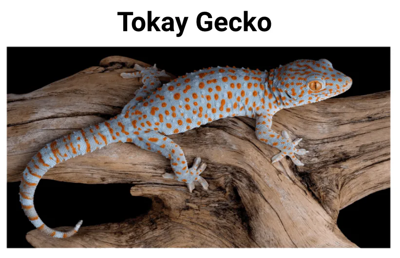 Vision and Light Chapter 2 4th Grade Flashcard | Wayground (formerly ...