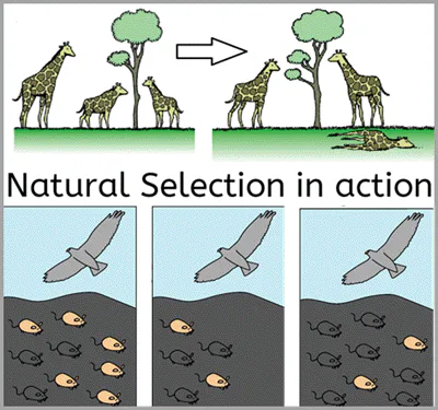 Natural Selection Vocabulary and Main Ideas 7th Grade Flashcard ...