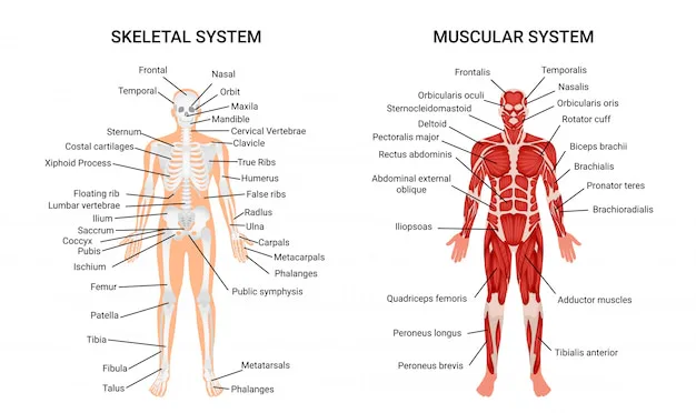 Skeletal and Muscular System 7th Grade Quiz | Quizizz