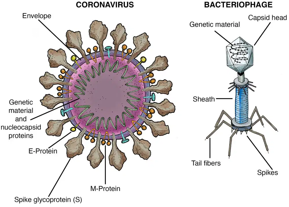 Virus Quiz Quiz