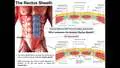 Anatomy of the Rectus Sheath University Video | Wayground