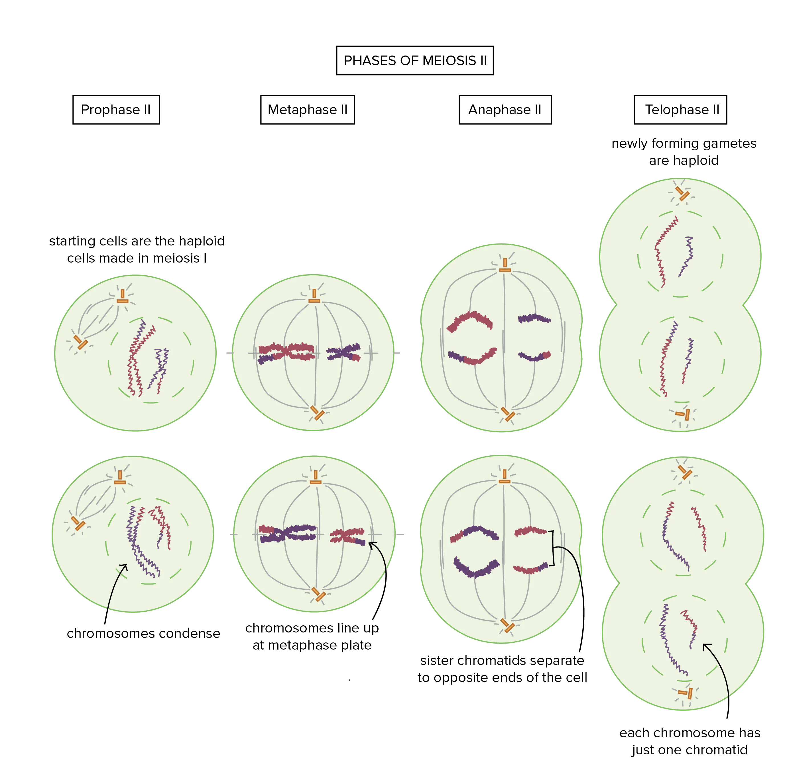 Meiosis Quiz Review 8th Grade Quiz | Quizizz