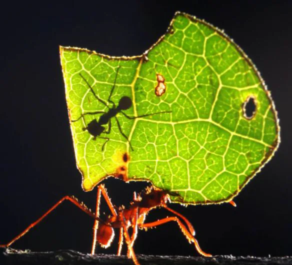 Population Ecology Vocabulary Quiz