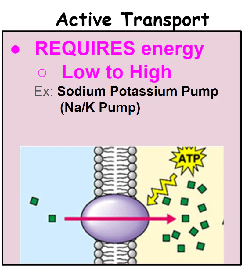 The Plasma Membrane & Cellular Transport Quiz