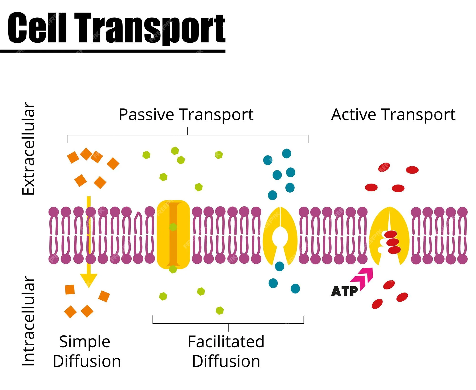 Unit 2: Cell Transport 9th - 12th Grade Flashcard | Wayground (formerly ...