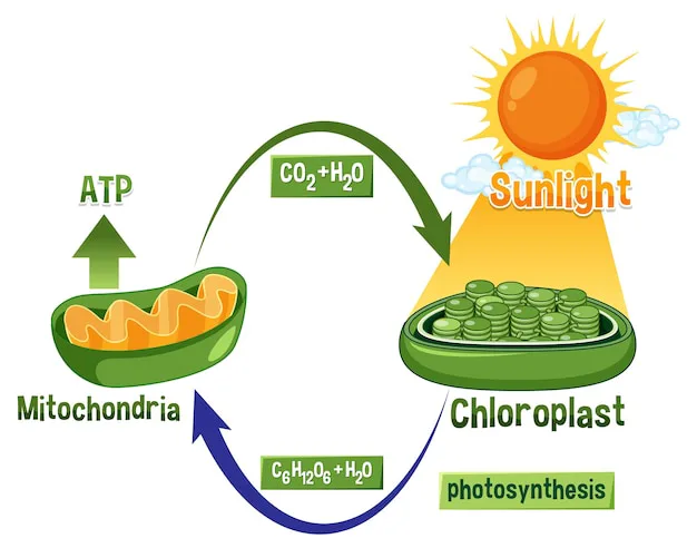 Photosynthesis & Cellular Respiration 7th Grade Flashcard | Wayground ...