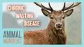 Chronic Wasting Disease: A Deadly Disease For Deer Interactive Video