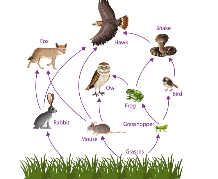 Analyzing Food Webs 5th Grade Quiz | Quizizz