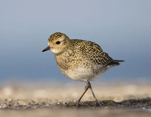 APES Unit 2 Biodiversity 12th Grade Flashcard | Wayground