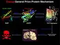 Prions | The General Mechanism of Prion Formation and Disease ...