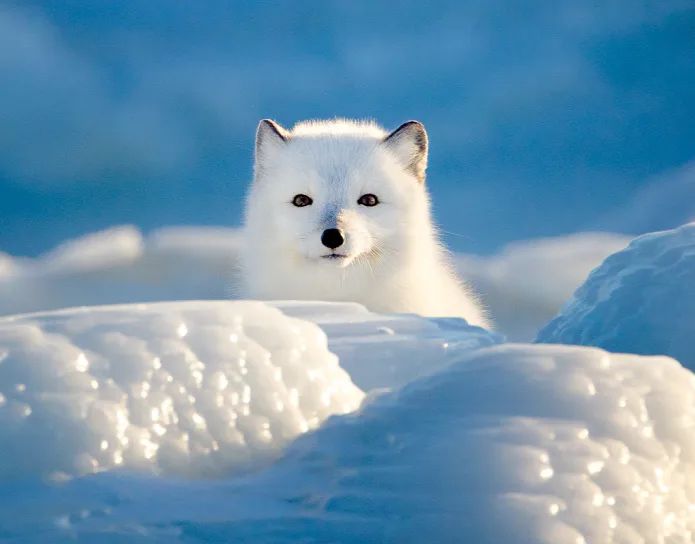 Arctic Foxes Quiz 3rd Grade Quiz | Wayground