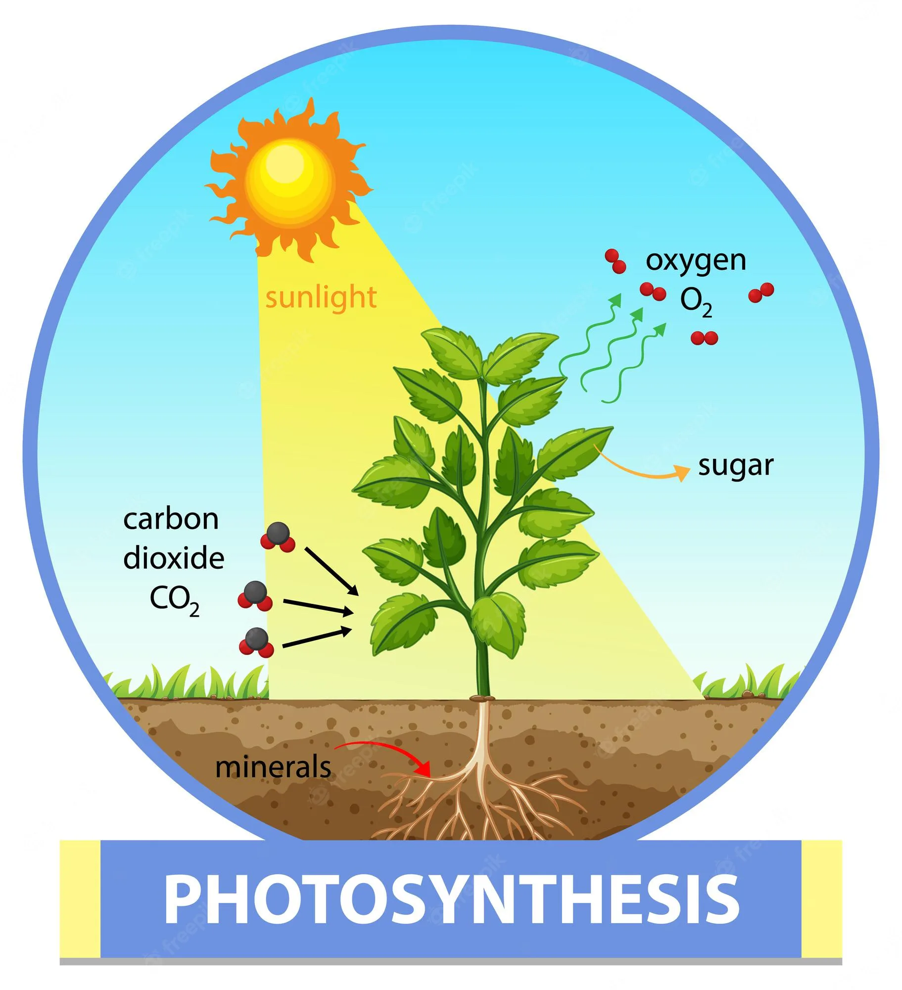 Photosynthesis - Quizizz 5th Grade Quiz | Quizizz