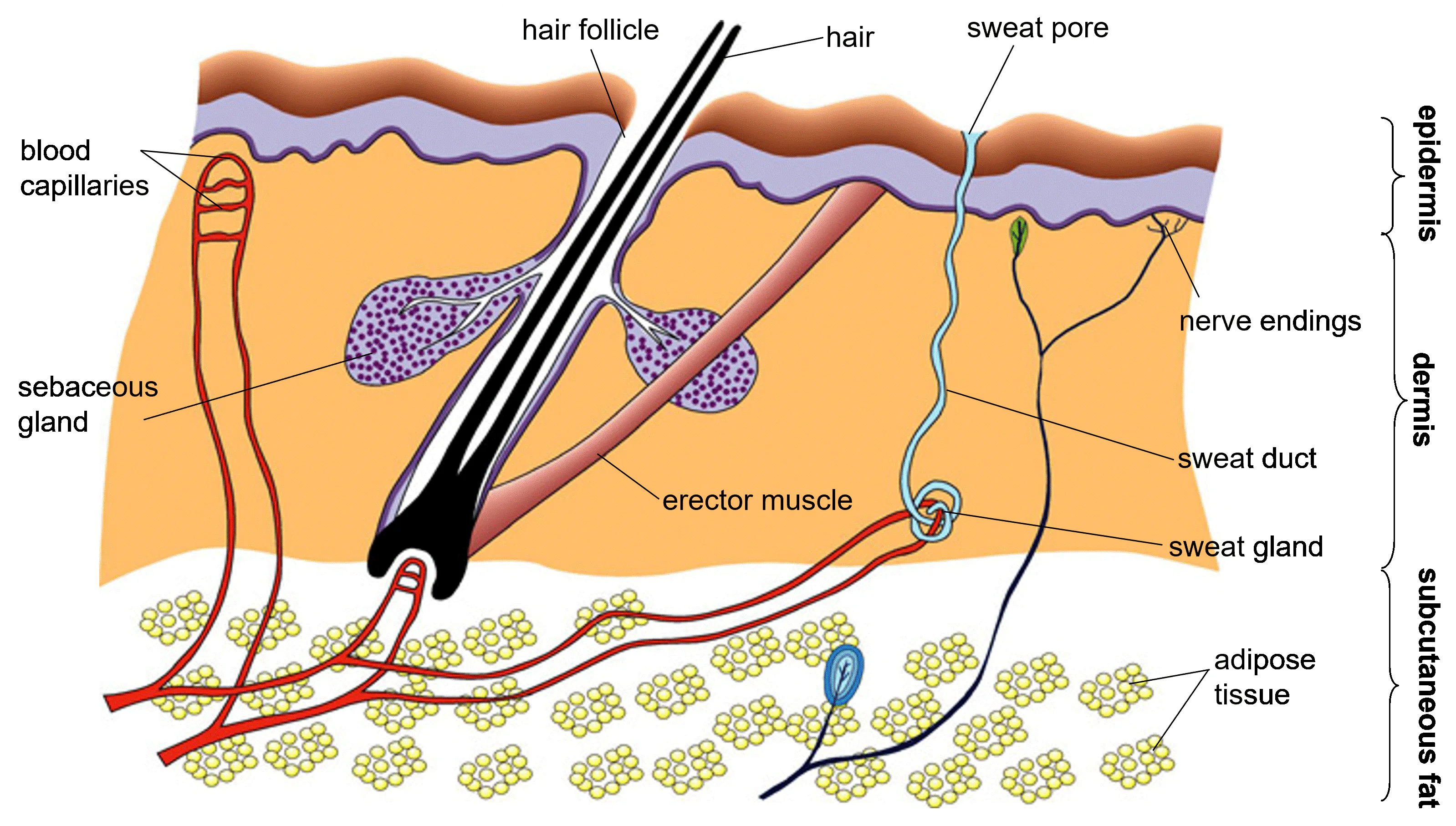 Homeostasis and Thermoregulation 9th Grade Quiz | Quizizz