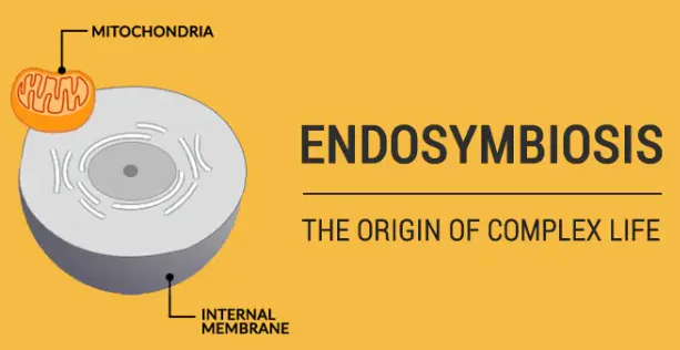 Cell Compartmentalization, Endosymbiosis and Infolding Quiz