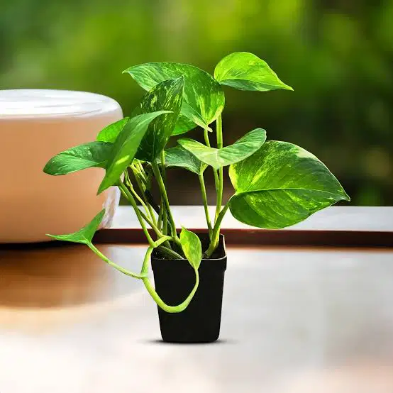 EVALUACIÒN DE LAS PLANTAS Quiz