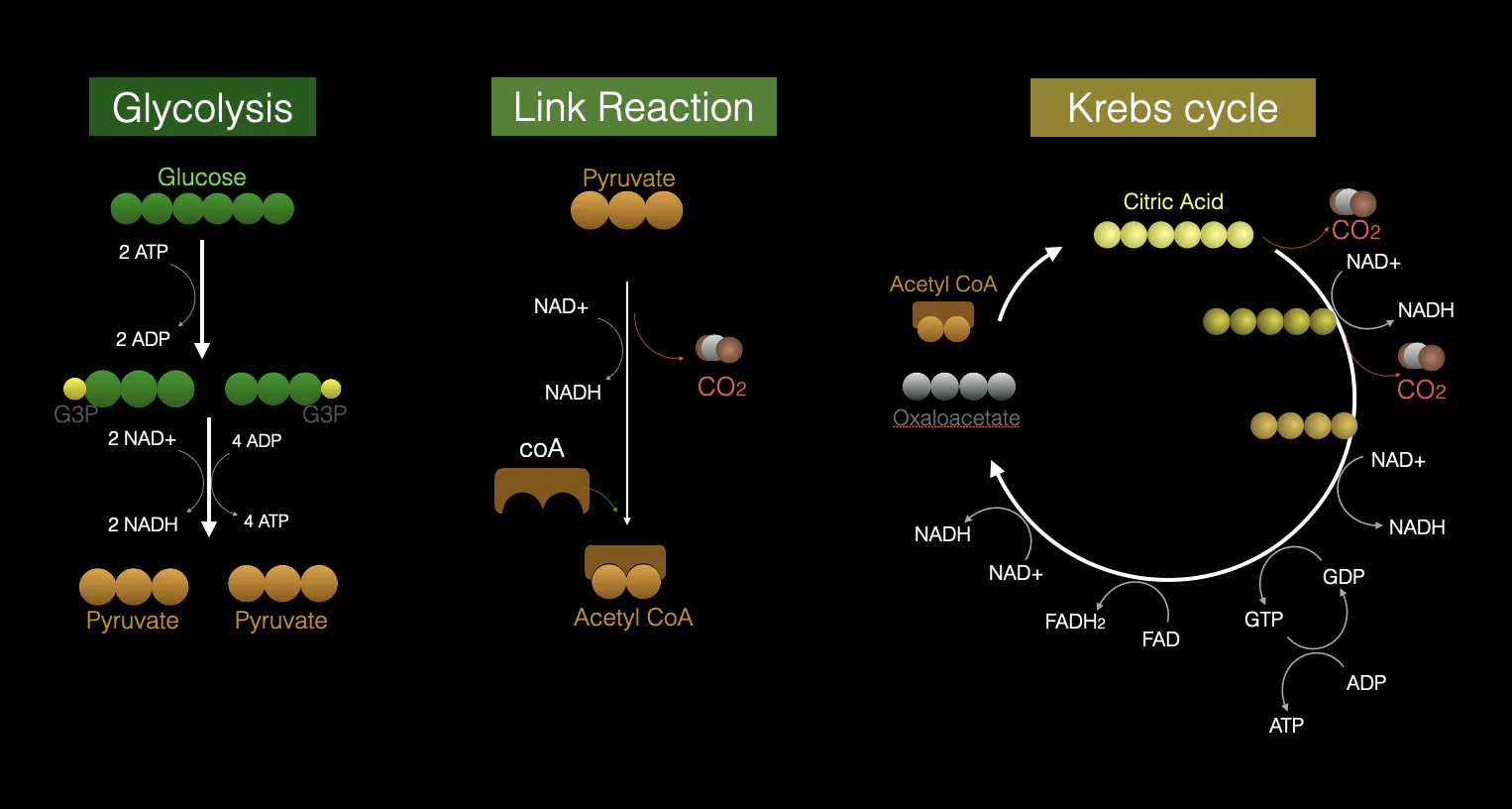 Metabolic Pathways – Respiration 12th Grade Flashcard | Wayground ...
