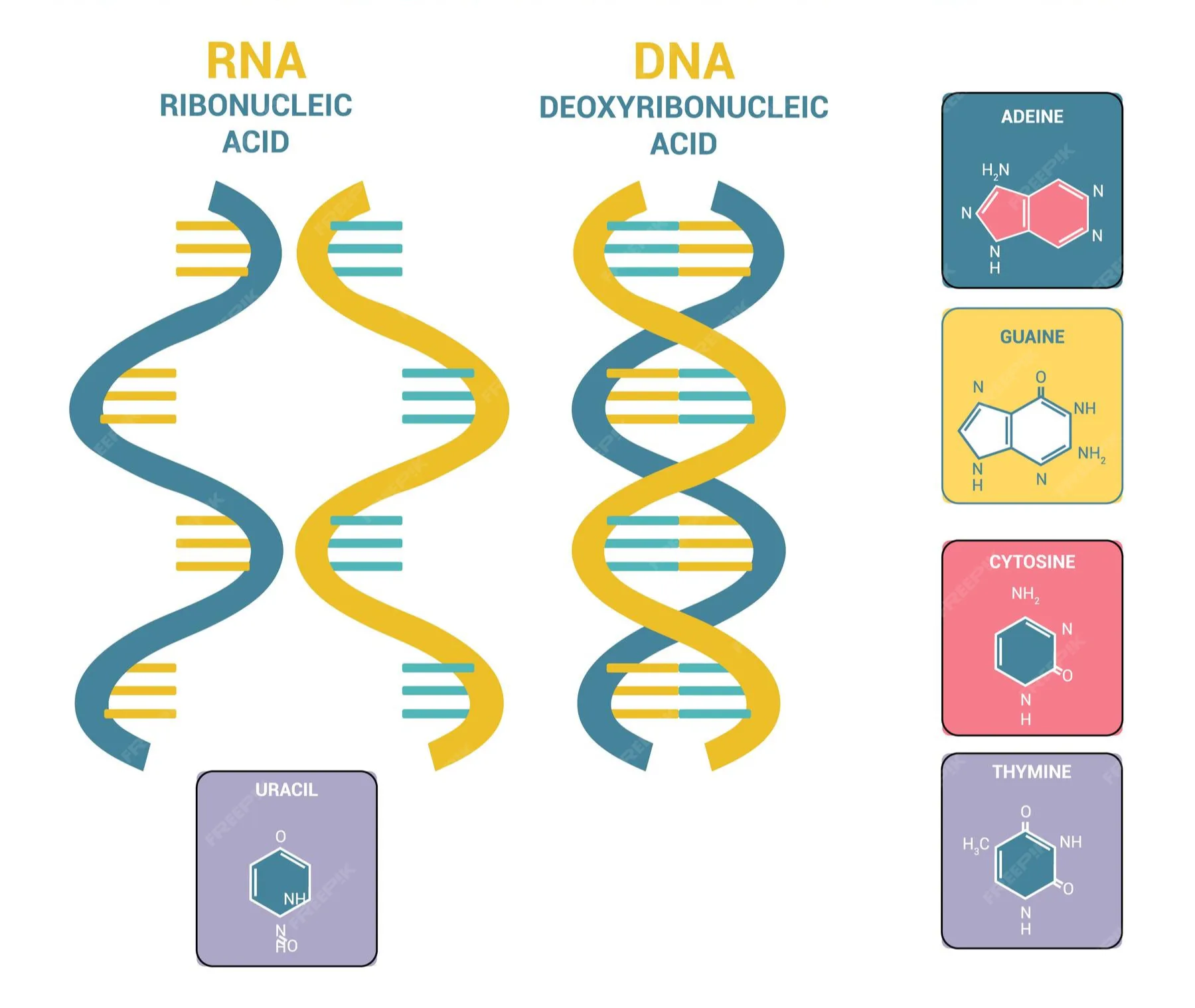 DNA vs RNA 6th - 8th Grade Flashcard | Wayground (formerly Quizizz)
