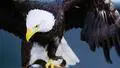 Soaring back, the recovery of the northern bald eagle 11th Grade ...