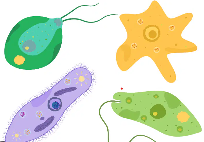 Protists 7th Grade Flashcard | Wayground